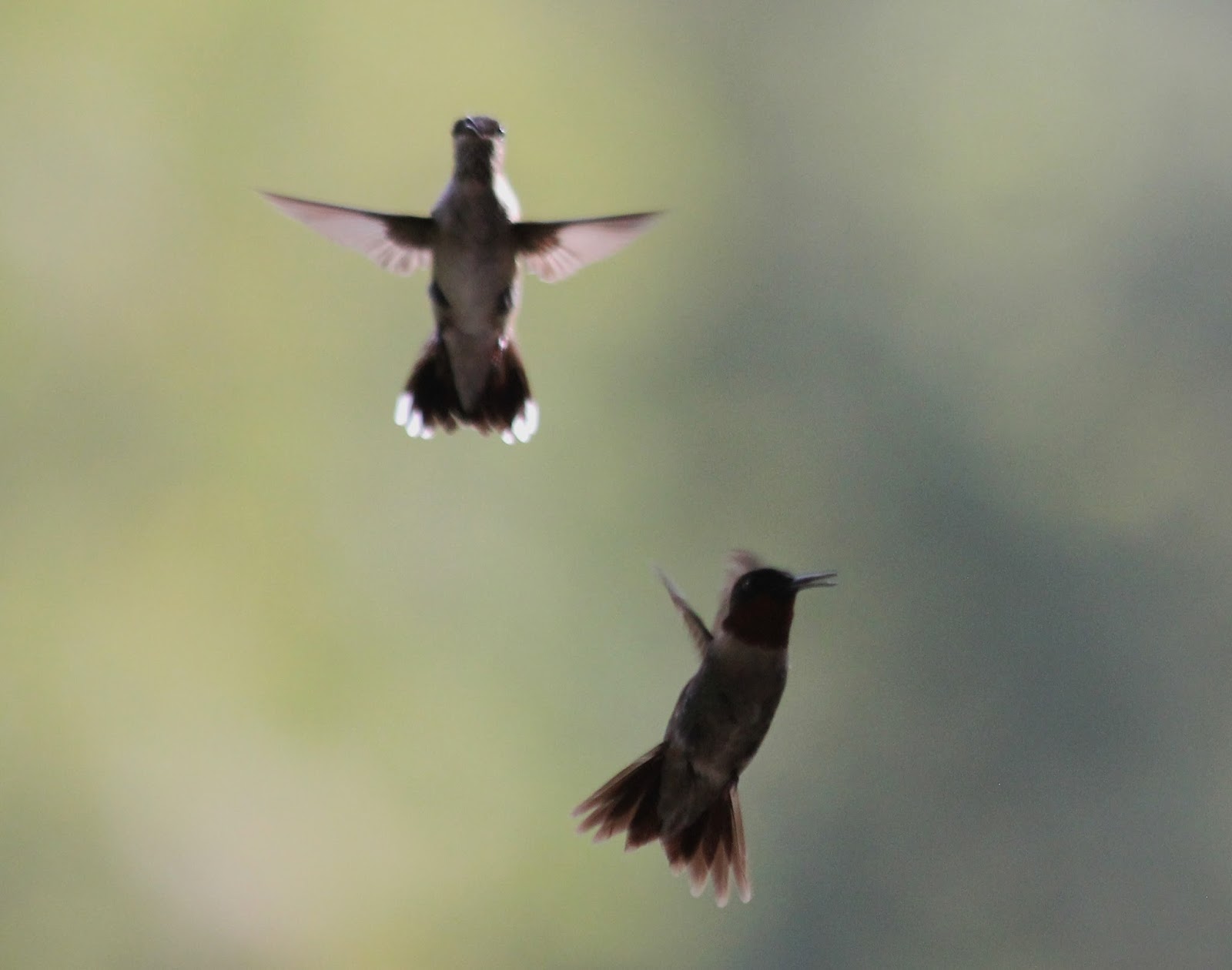 Joy 4 Today: Eagles and hummingbirds!