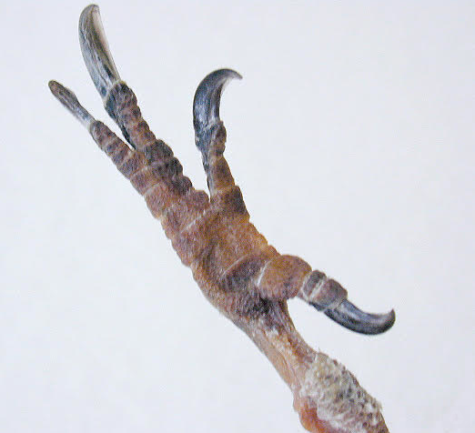 Newburyport Birders: Kingfisher's Foot