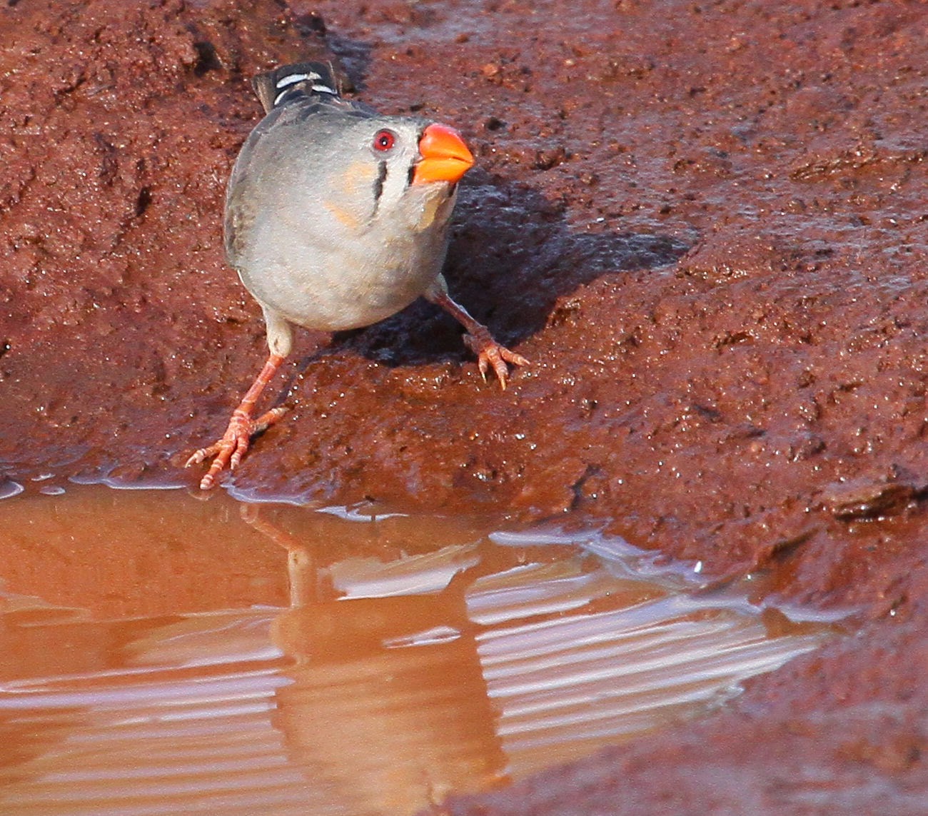 Richard Waring's Birds of Australia: Birds and Captions - starting with ...