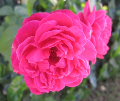 Robert's Tropical Paradise Garden: Old Fashioned Roses Are New Again