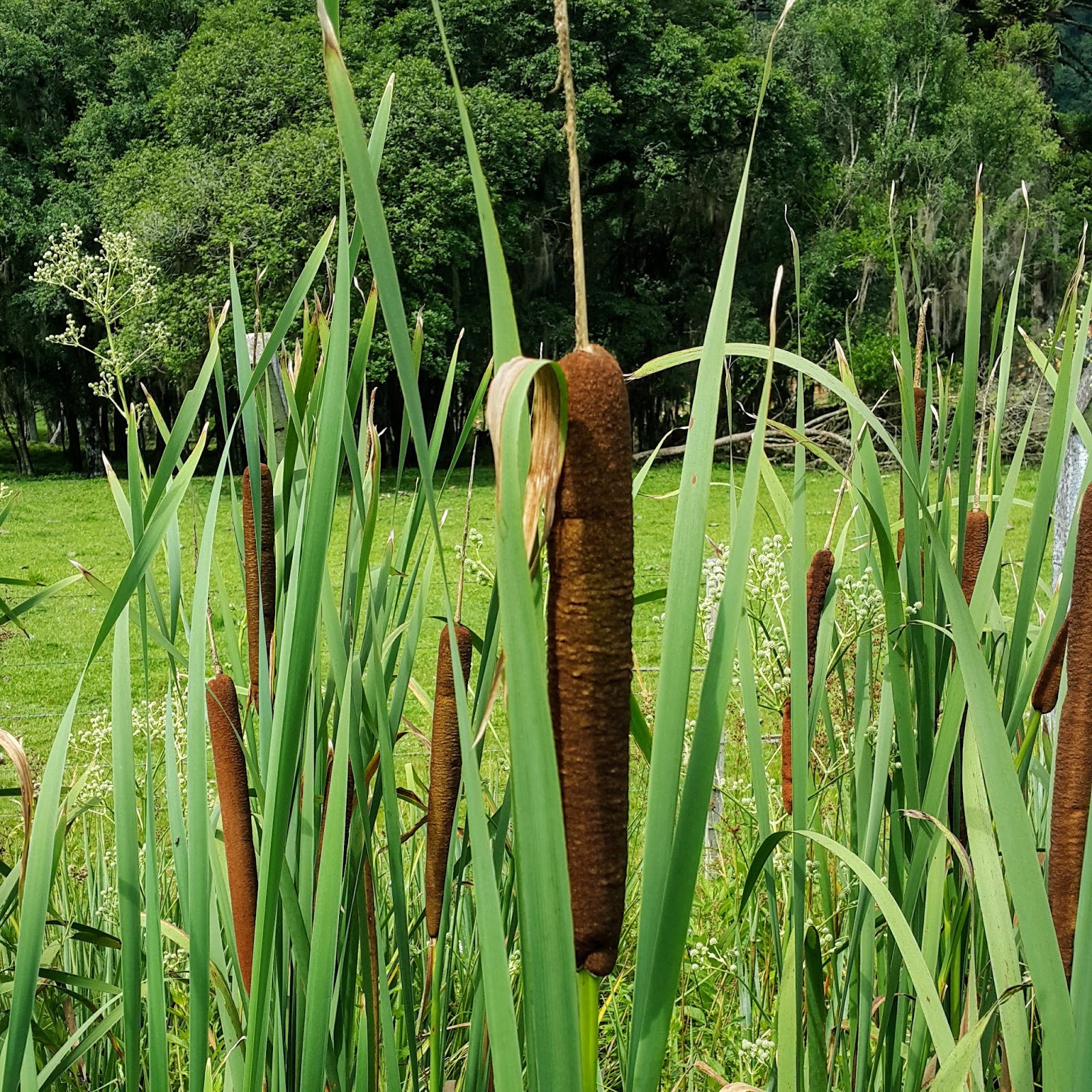 "Verdade//aspas" : 👪 Typhaceae (Typha dominguensis)