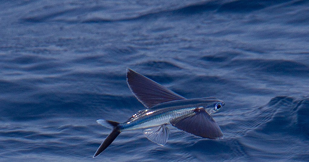 Flying Animal: Flying fish