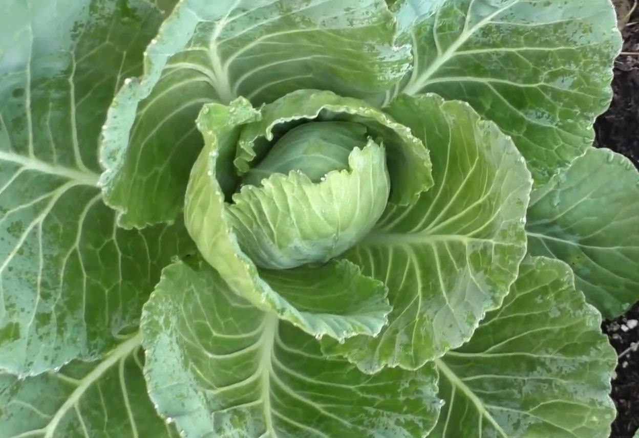 CARA MENANAM DAN BUDIDAYA KUBIS/KOL | Pertanian