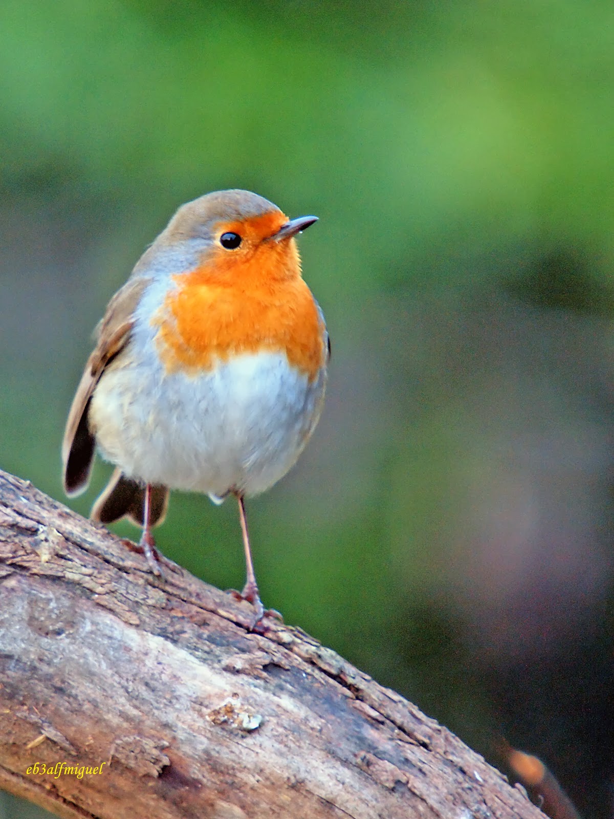 Miguel fotografia: Petirrojo europeo (Erithacus rubecula)