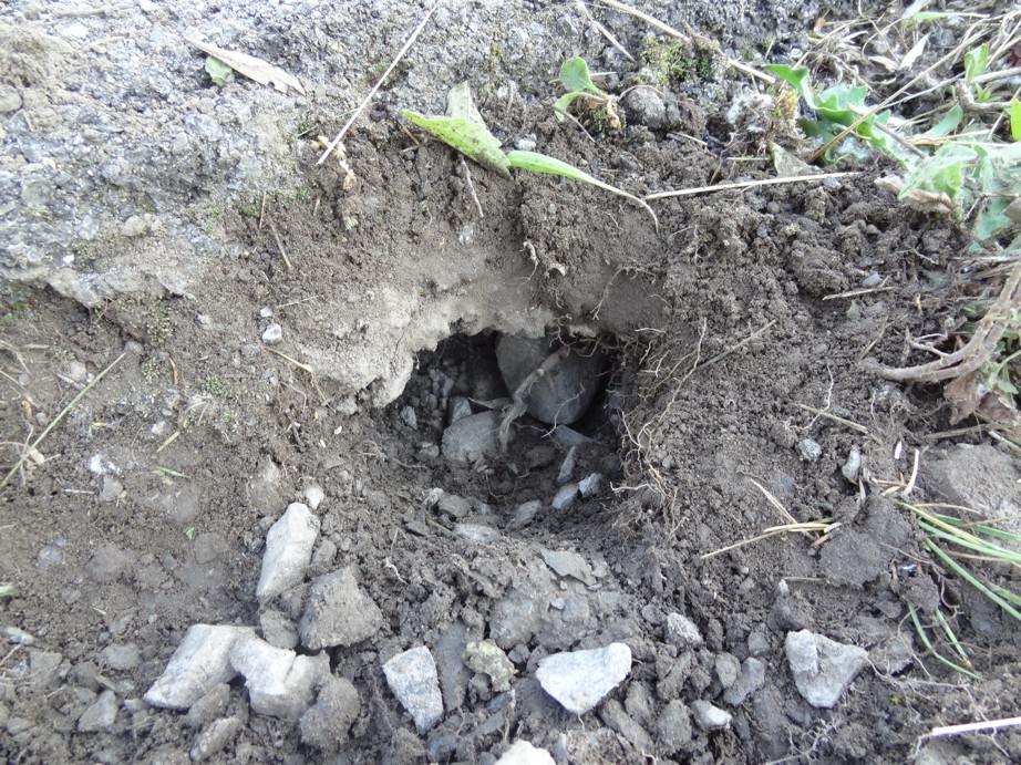 Louise's Daughter: More good nature on the bike trail!