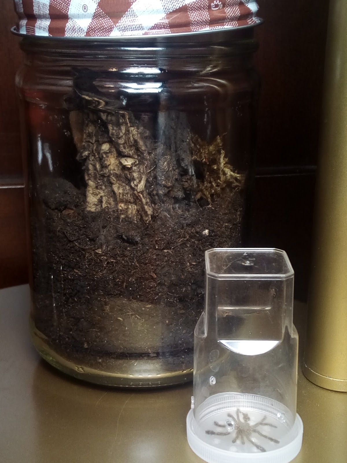 How To: Tarantula Slings