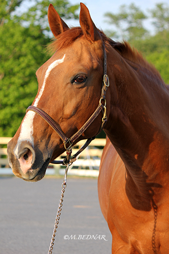 Just Horses: Mare Stare, LLC - a live CAM! and a poem "A Common Bond"