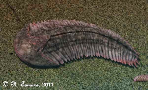 Paleoexhibit: Dickinsonia from the Ediacara biota