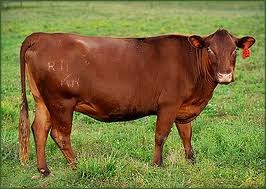 Ahayah Yashiya - The Truth Be Told! : The Meaning of the Word "RUDDY"