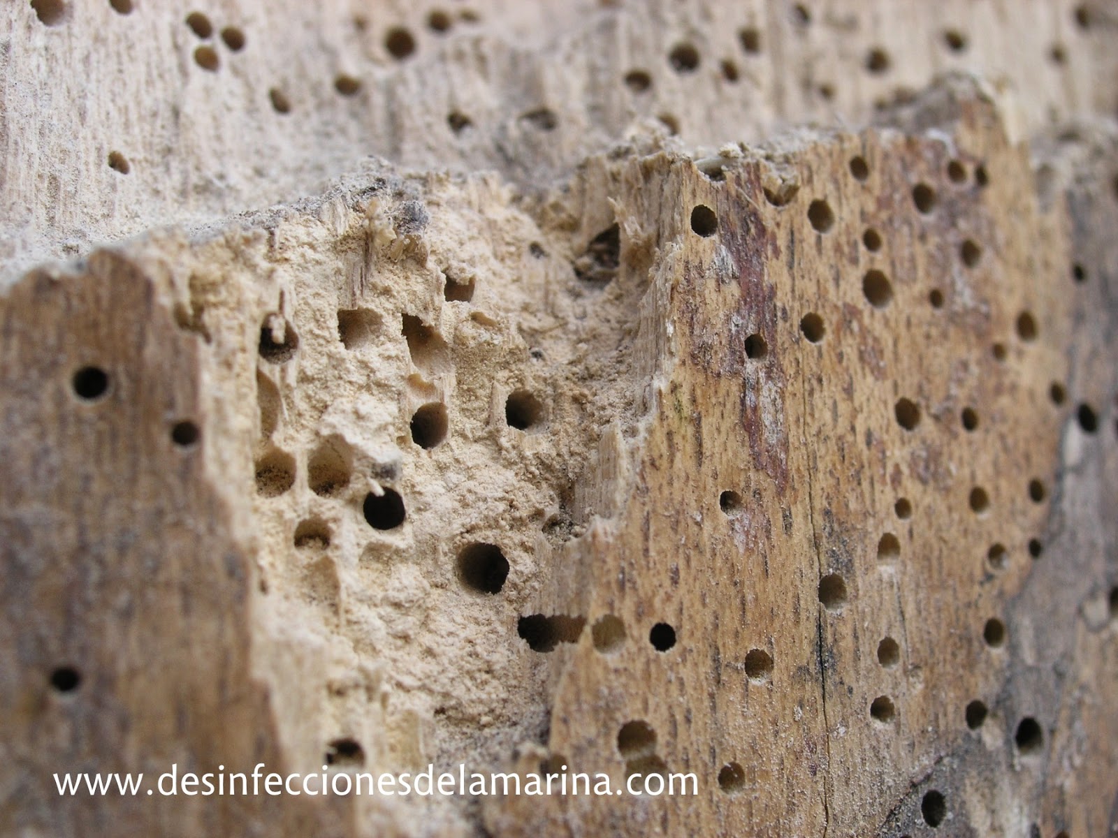 Termitas y carcomas.: Insectos xilófagos. Las termitas y las carcomas.