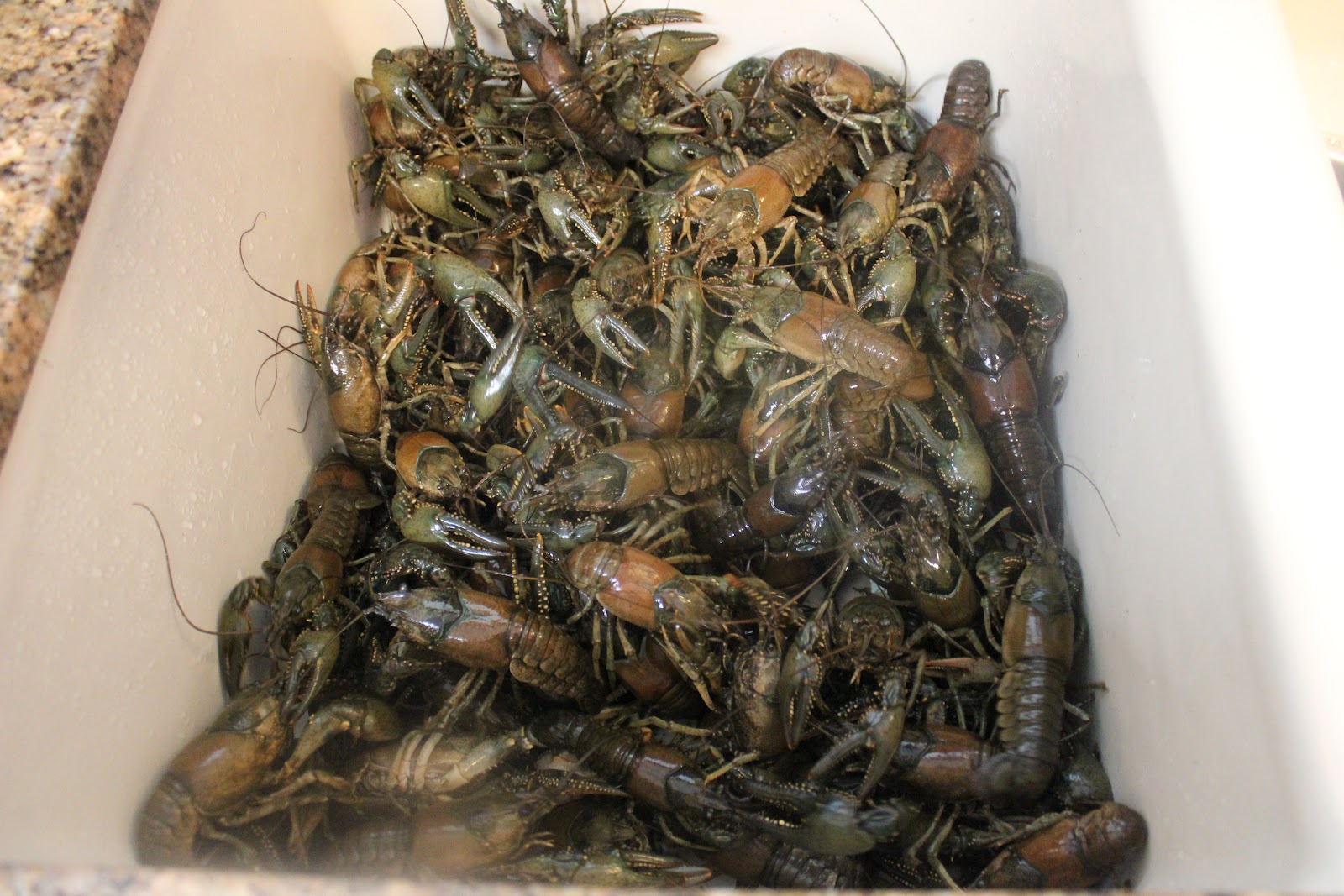 CRAWDADDY SPECIALIST: ARIZONA CRAYFISH MONSTERS
