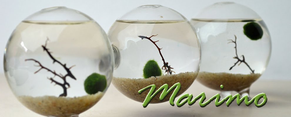 Marimo balls are easy to look after because they don’t eat or need special lighting to grow ...