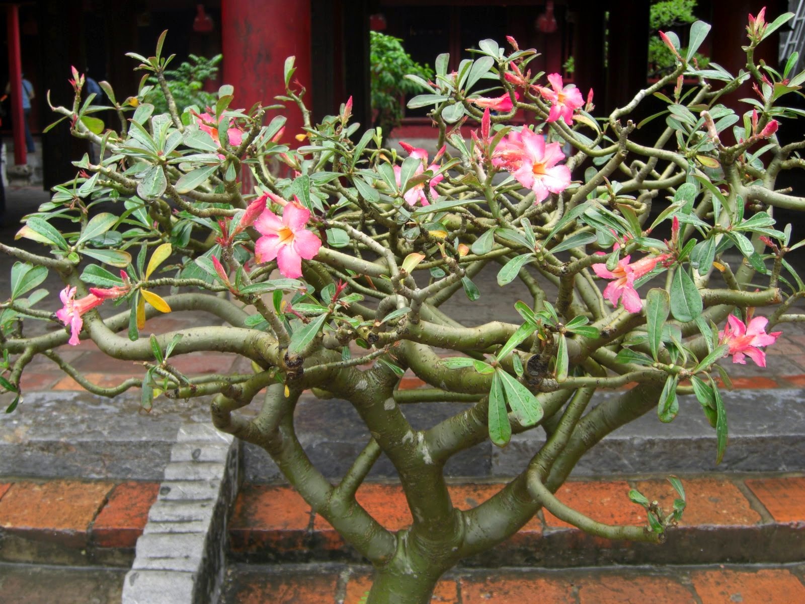 FLOWEROUND - certainly, for you.: Adenium