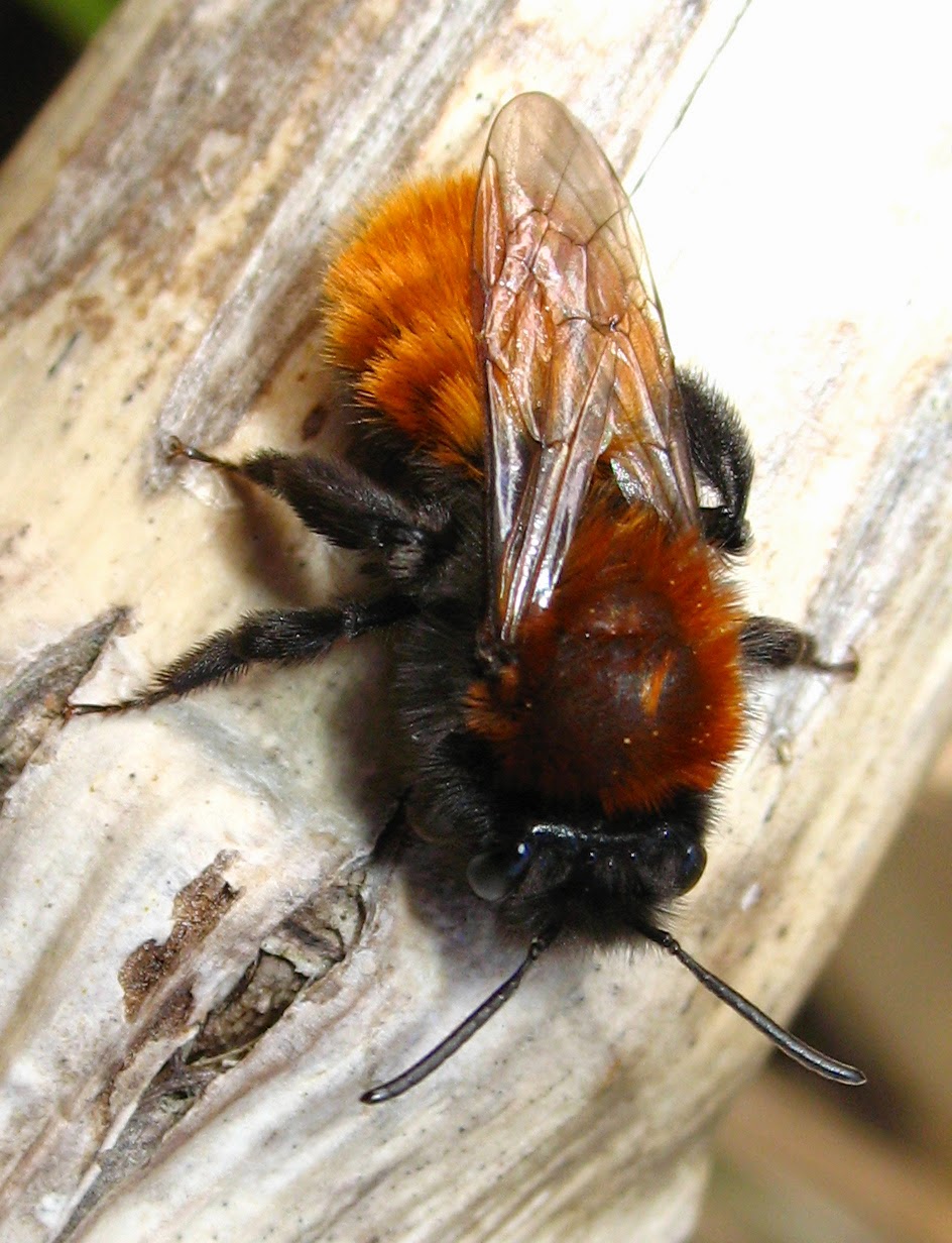 Species of UK: Week 54: Miner Bees (‘Andrena’)