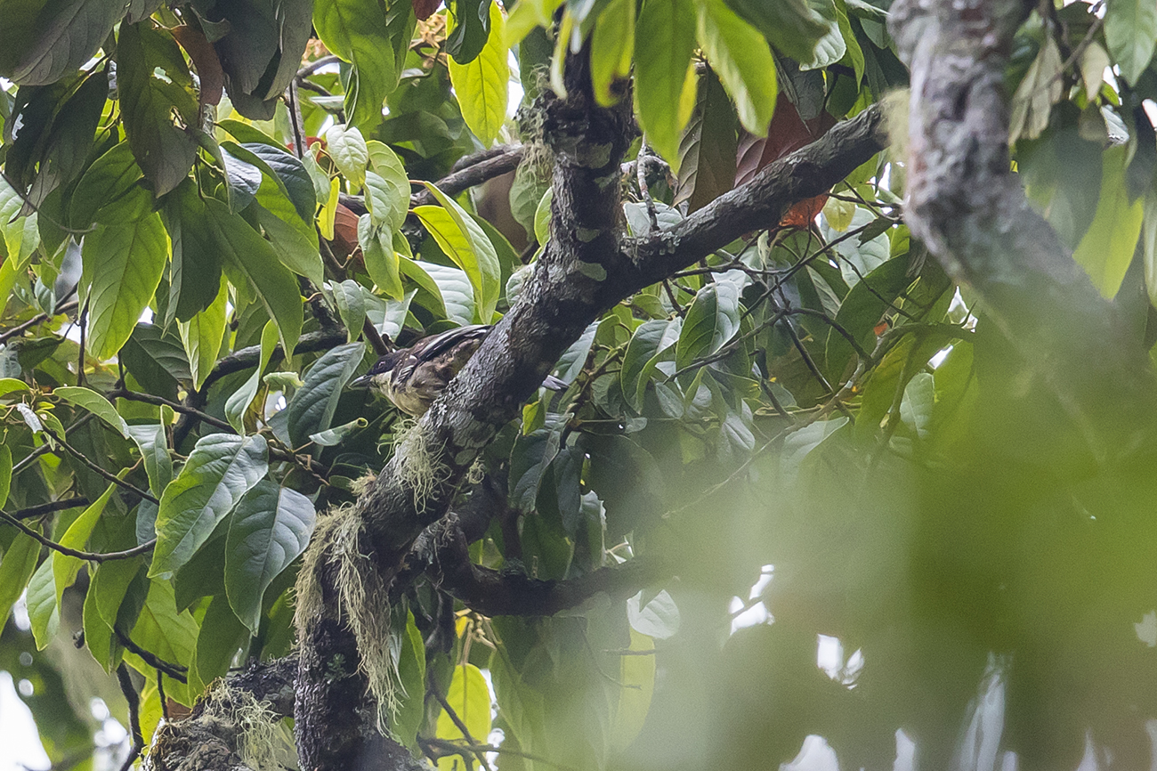 As The Crow Flies - a Hong Kong Birding Blog: West Java - August 2018 ...