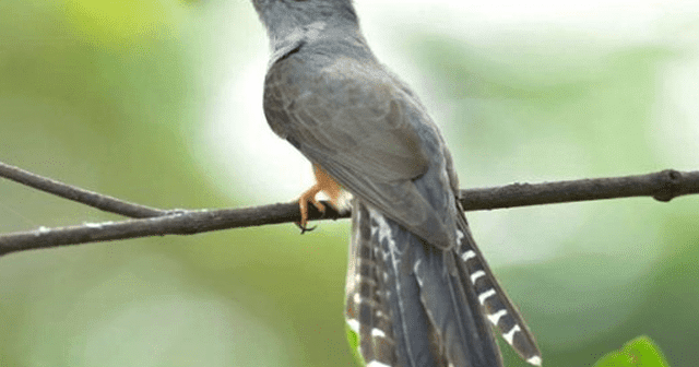 Daftar Resmi Harga Burung Kedasih Update Terbaru Ketika Ini