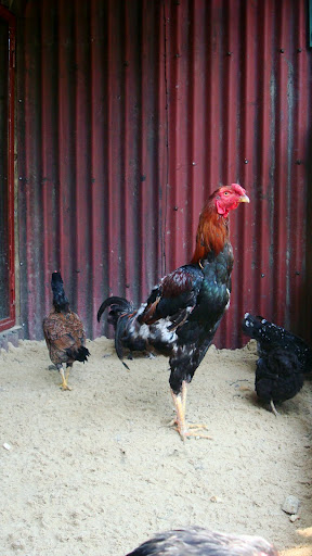 Amatorska hodowla drobiu ozdobnego: Rasy