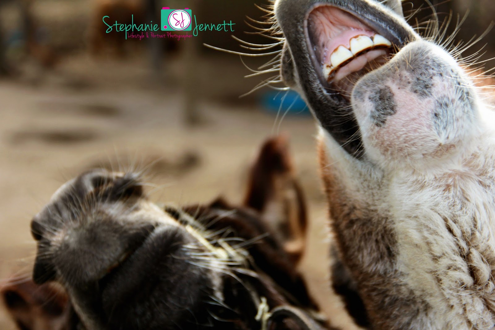 Stephanie Jennett Photography