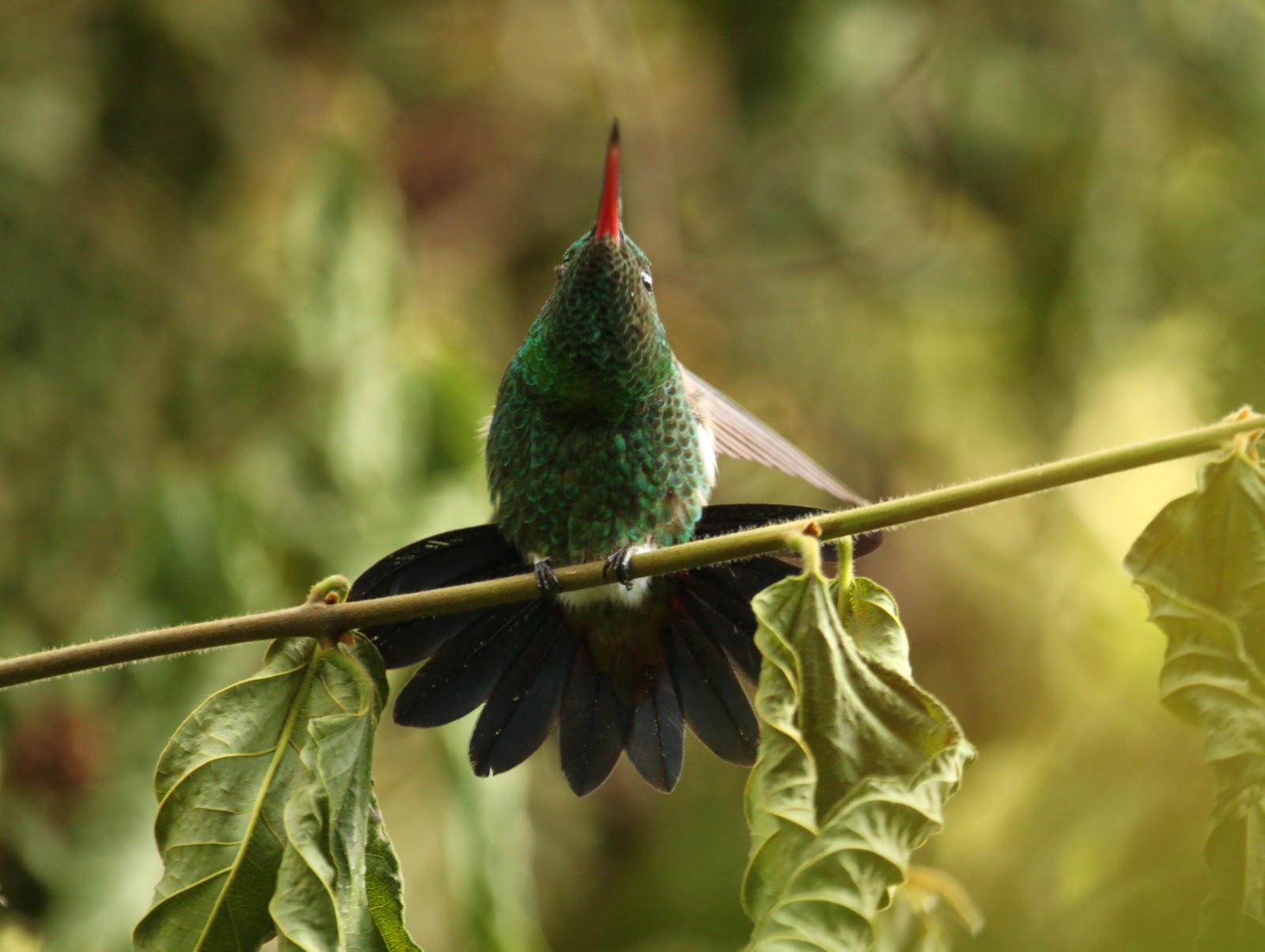 Nuestro bello mundo...: Las mil y un formas de un mismo colibri