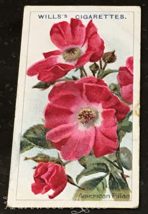 Hartwood Roses: Wills Cigarette Cards