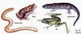 LENDO E APRENDENDO : Anfíbios