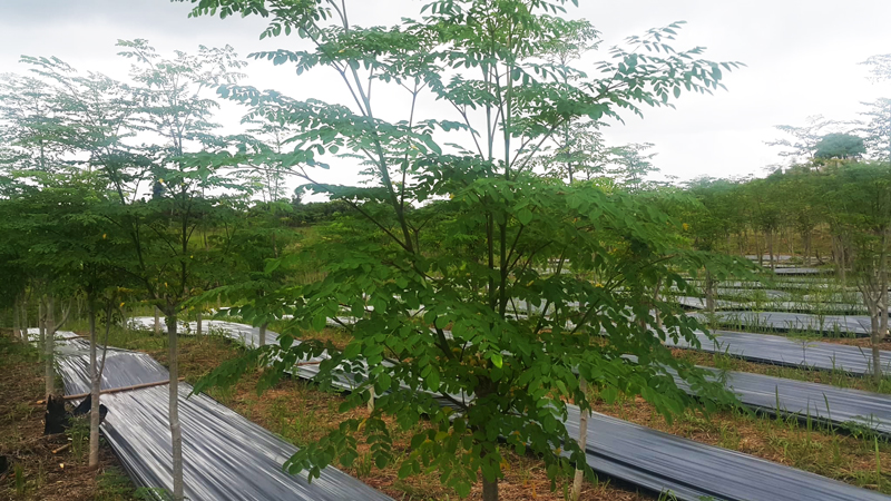 Moringa Farm / MalunggayLife Agri Farm Philippines: Malunggay Life ...