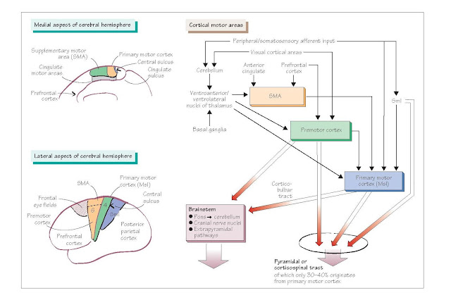 Cortical Motor Areas - pediagenosis