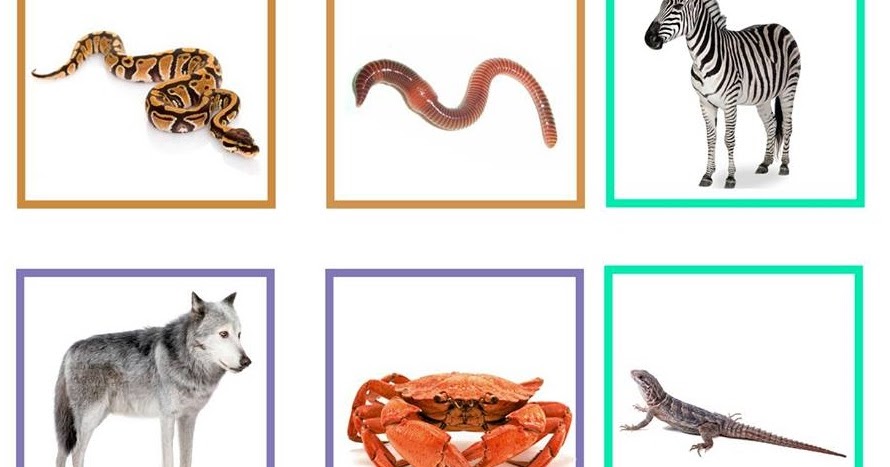 Tarjetas de animales.