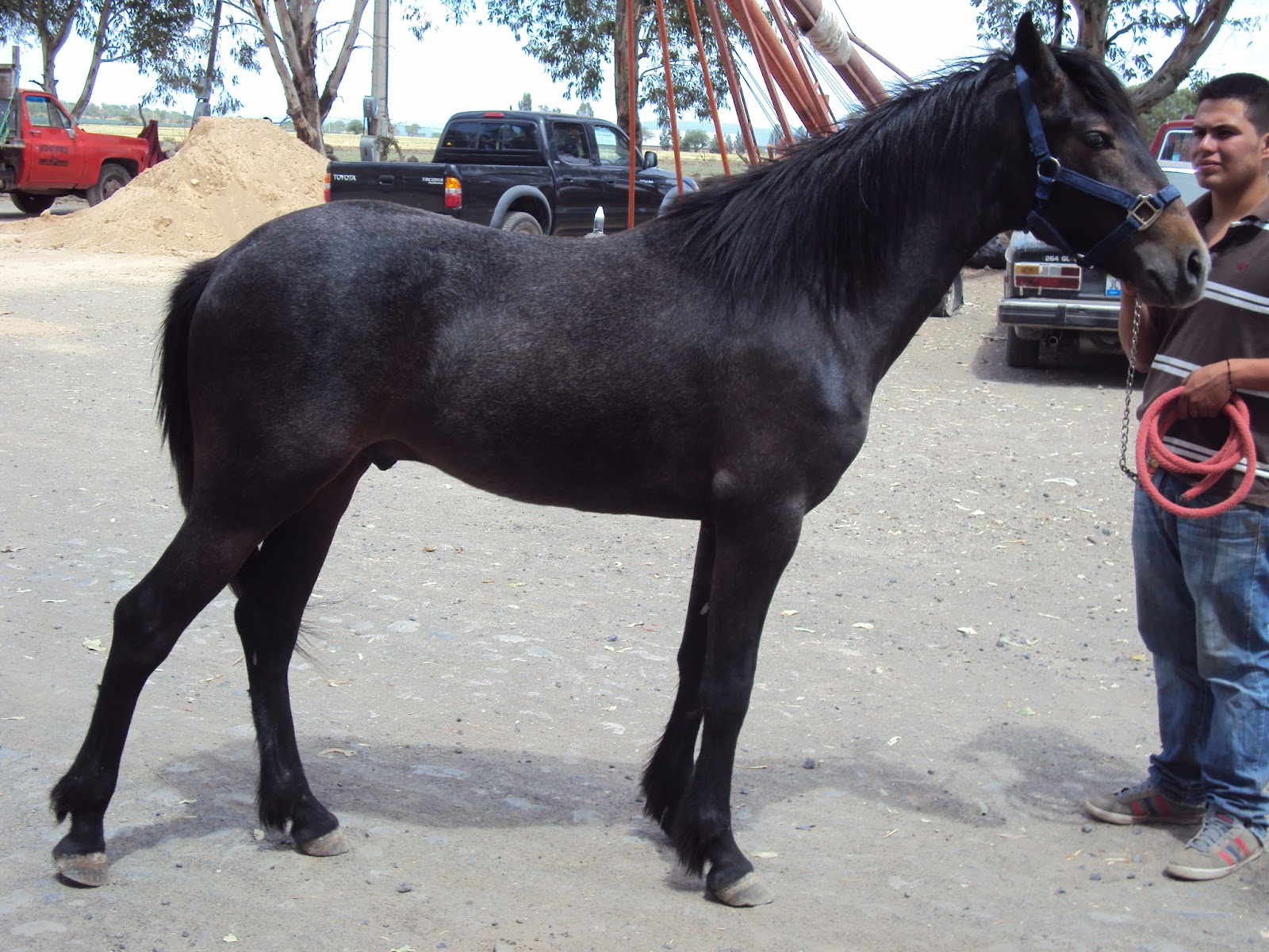 rancho mendoza: potrillo hispano -frisian