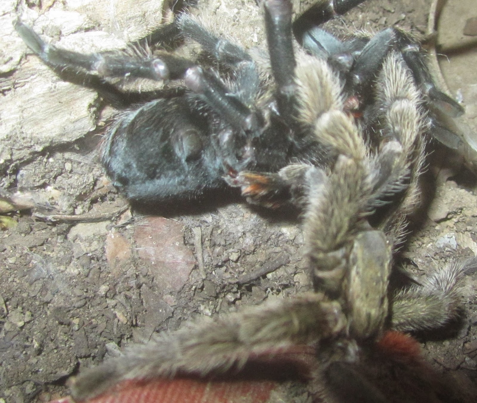 Tarántulas Chilenas : Euathlus manicata cópula