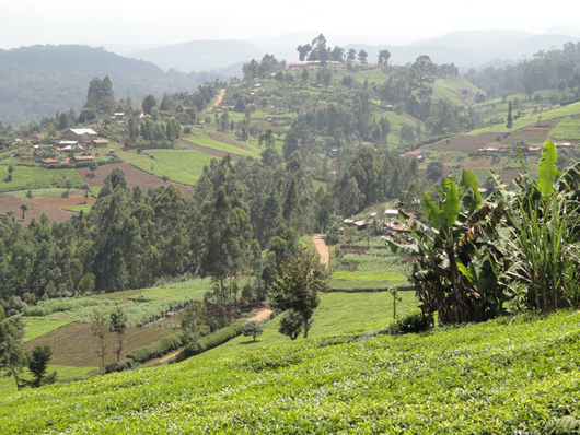 Beautiful Sceneries of Kenyan Republic: Othaya Main Crop Grown In The ...