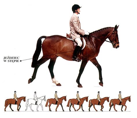 Stęp czyli co każdy jeździec wiedzieć powinien.
