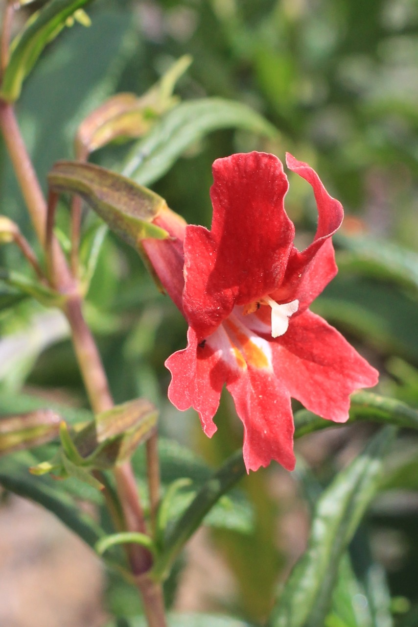 CA Native Garden: Monkeyflower Puzzles