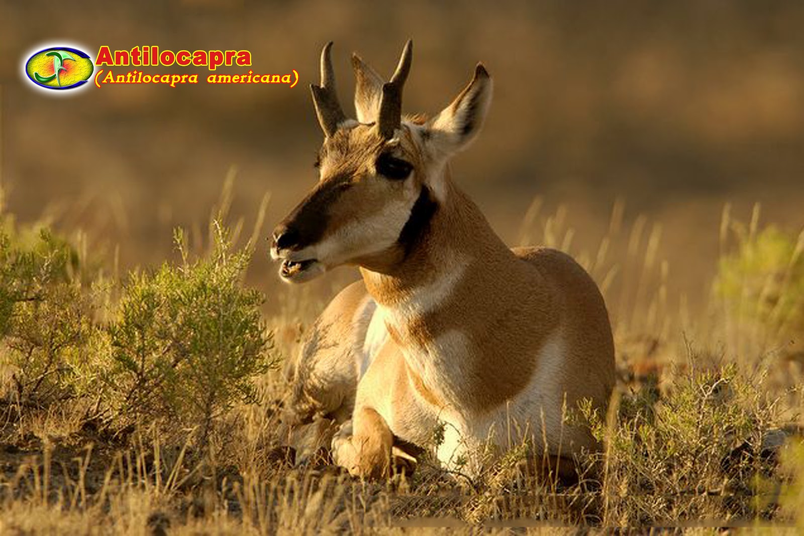 Mamíferos: Antilocapra-americano (Antilocapra americana)