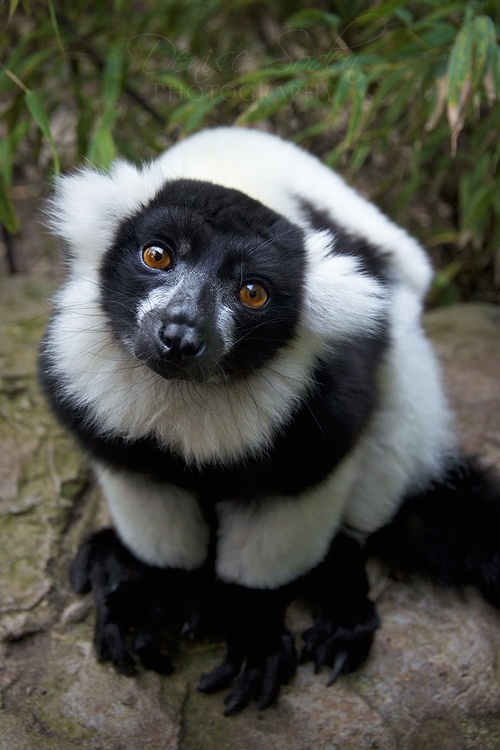 Black and White Ruffed Lemur ~ The Animals Planet