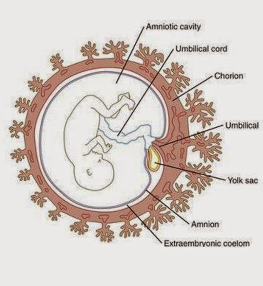 Encyclopedia of Biology: Human embryo development