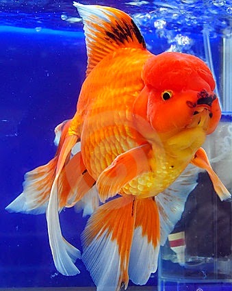 Ikan Maskoki Ranchu - Dunia Akuarium
