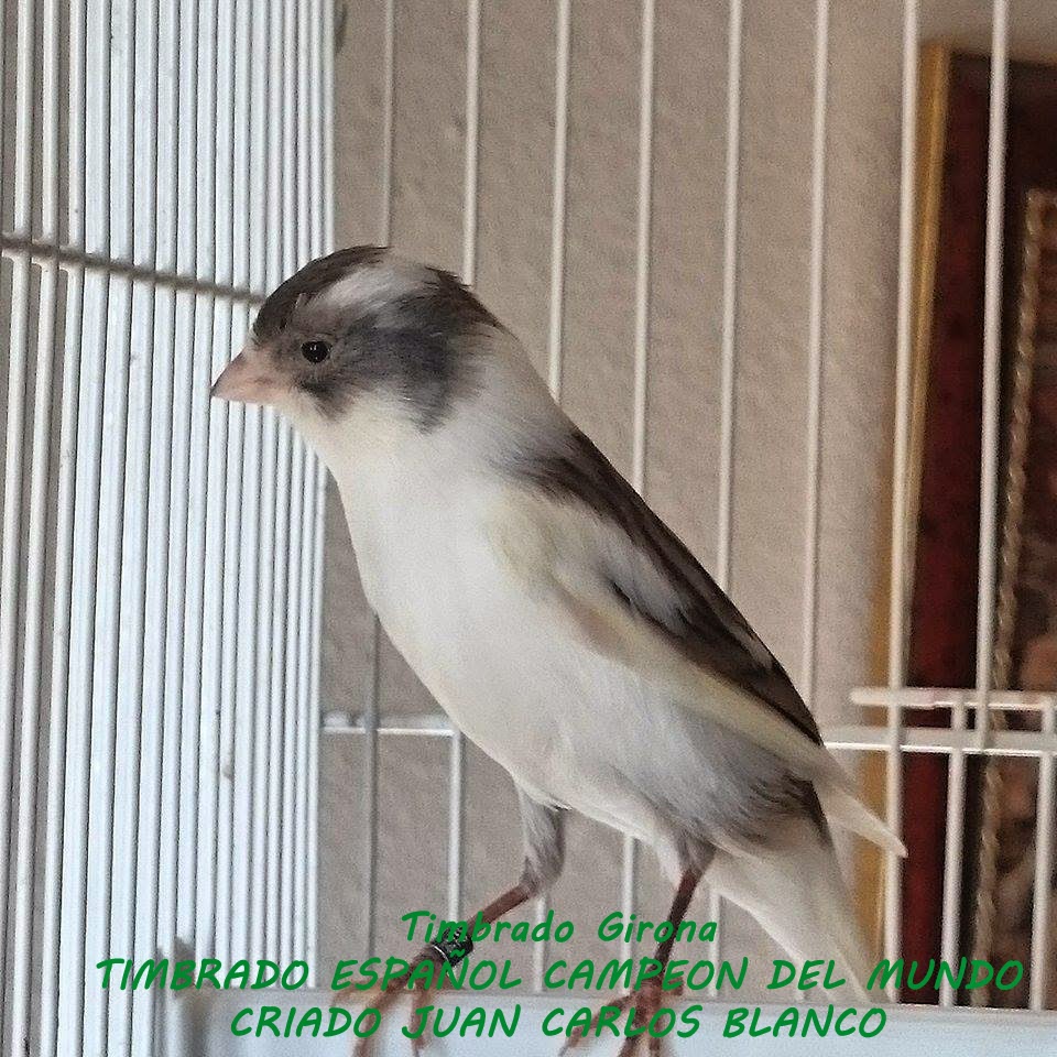 Fotos De Canarios Timbrados