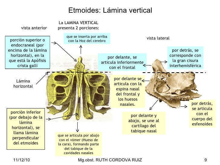 ANATOMÍA HUMANA: julio 2018