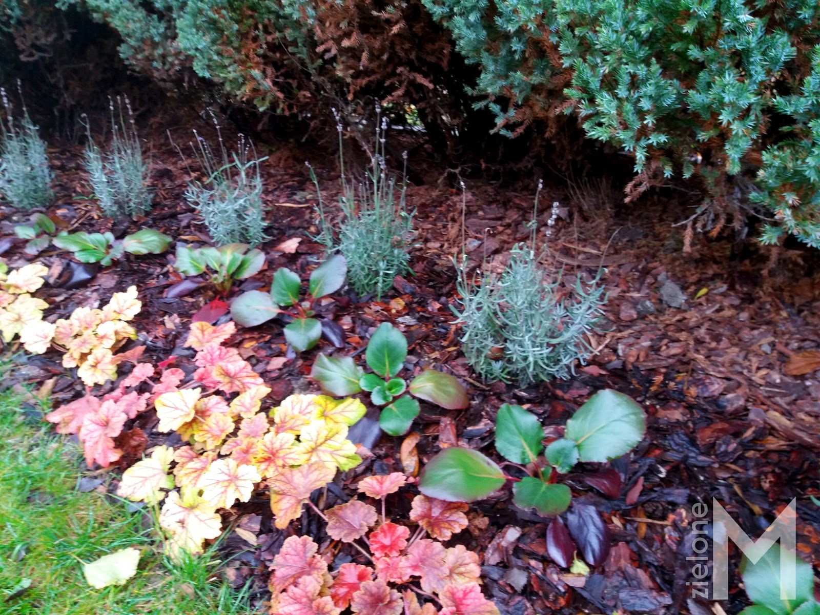 Projekty ogrodów, tarasów, donic - inspiracje - ZieloneM : Mała ...