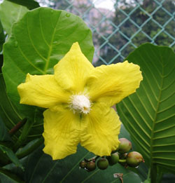 ICT in Science Education: Simpur Flower