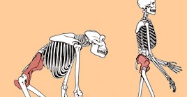 ¡Mundo Bioblogo!: Diferencias entre humanos y primates.