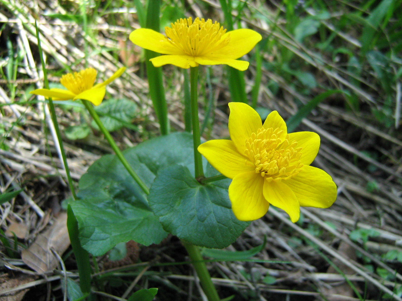 Plant World: Caltha palustris