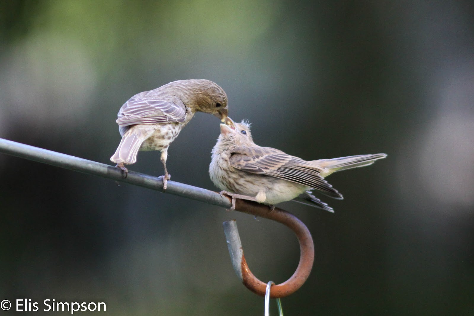 Rick Simpson Birding: Our trips