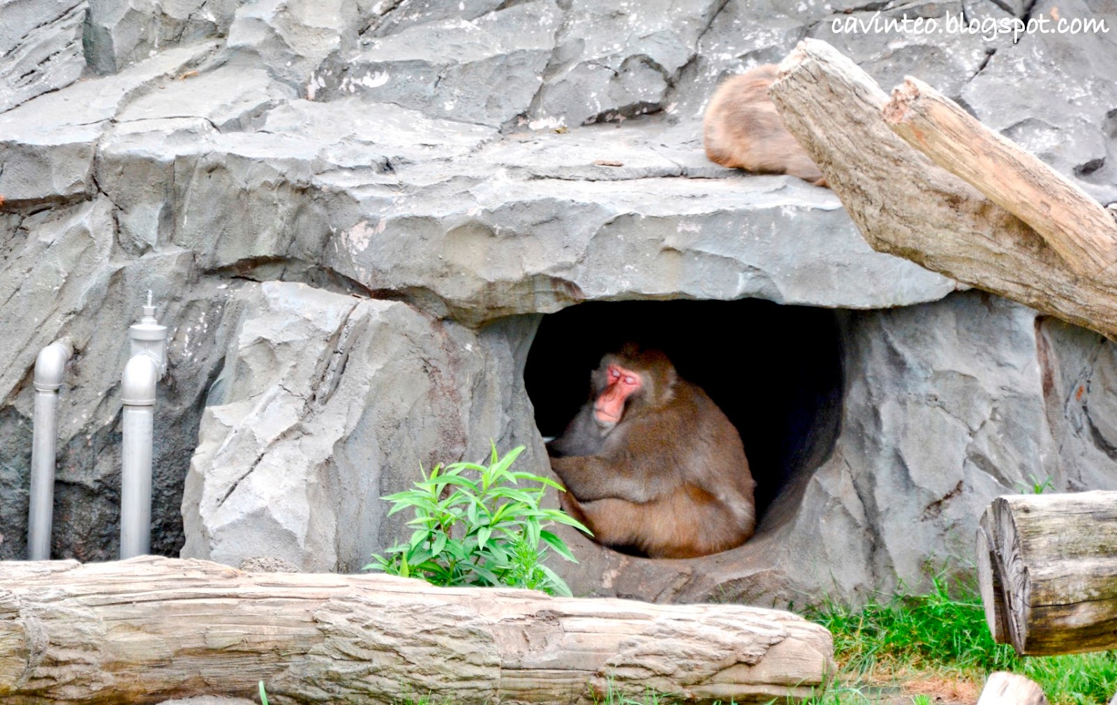 Entree Kibbles: Japanese Monkeys Section - Observatory & Resting Place ...