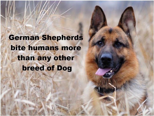 Interesting facts about German Shepherds | Interesting Facts