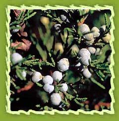 Sedir Ağacı - Sedir Çekirdeği Yağı