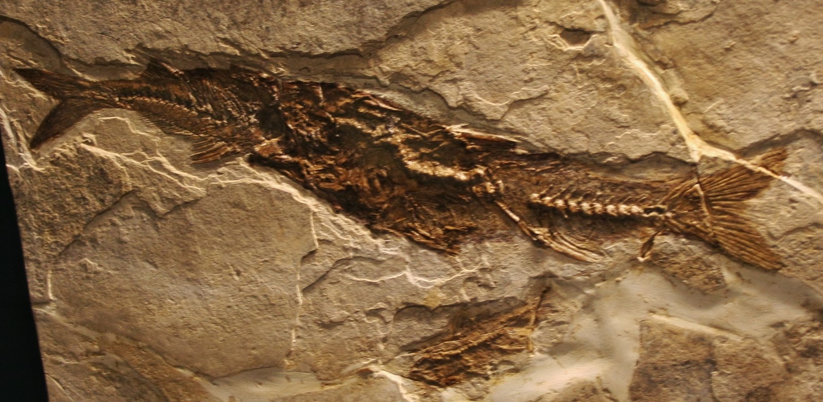 PAULÍ GISPERT. VIATGES I MINERALS: Fòssils al Museu de la Ciència ...