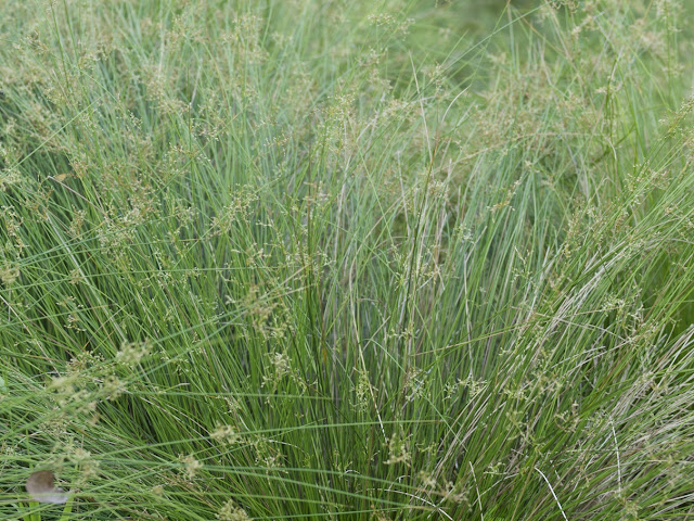 Sedges and grasses