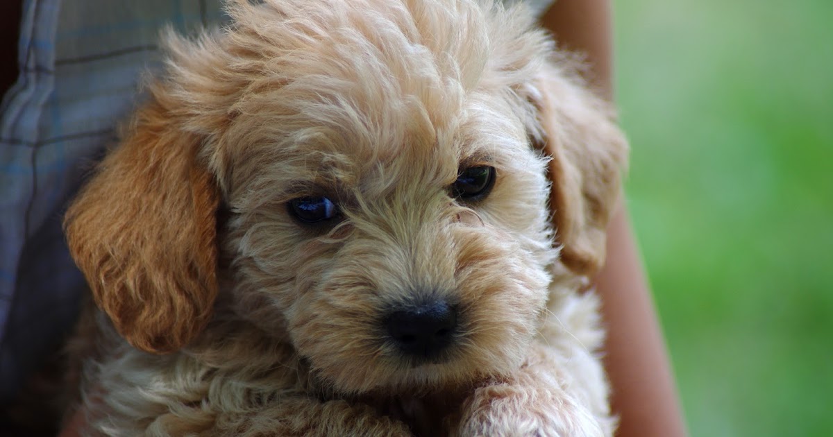 schnoodlesoffun: Pictures Of Schnoodle Hair Cuts | blackhairstylecuts.com